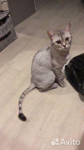 Подарю кошку британку