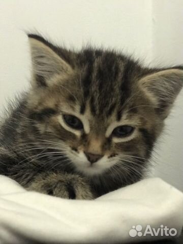 Британская киска