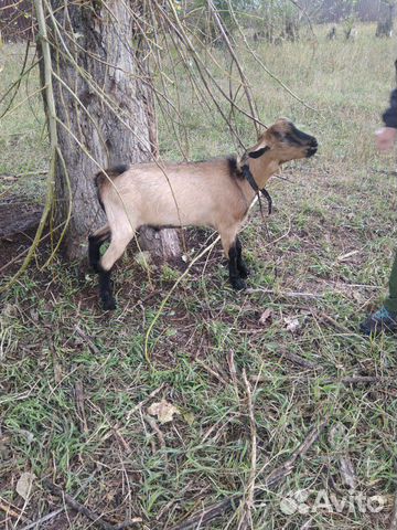 Коза и козёл чехи