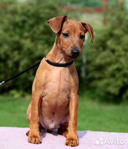 Ярко рыжие щенки цвергпинчера, мальчики