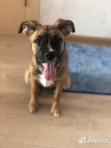 Щенок,только в добрые и ответственные руки