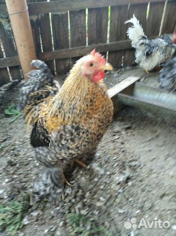 Карликовый курочки