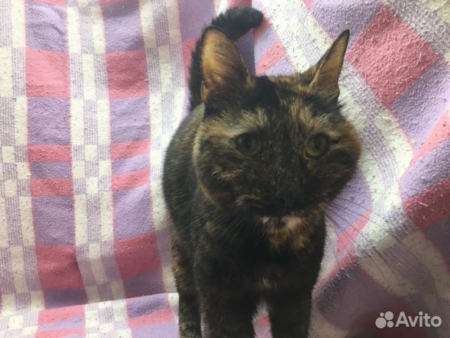 Кошечка-черепашка