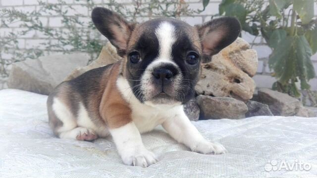 Продажа лапусек французиков