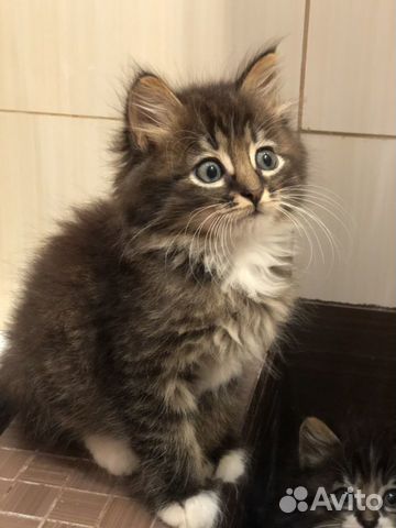 Котенок девочка 1,5 мес