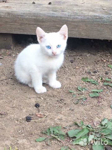 Белые котята