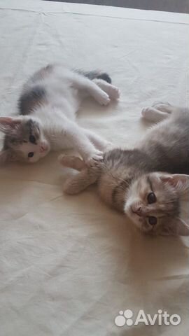 Котята в дар