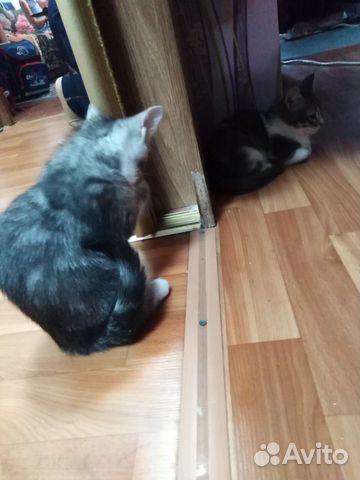 В добрые руки