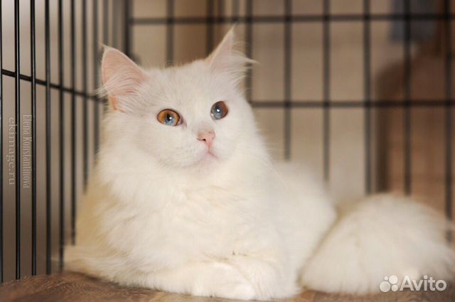 Две белоснежные сестрички