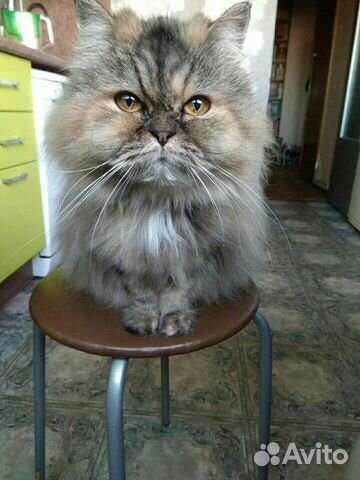 Персидская кошка