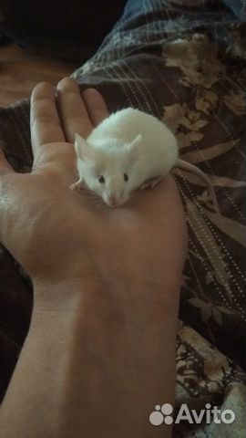 Мышь