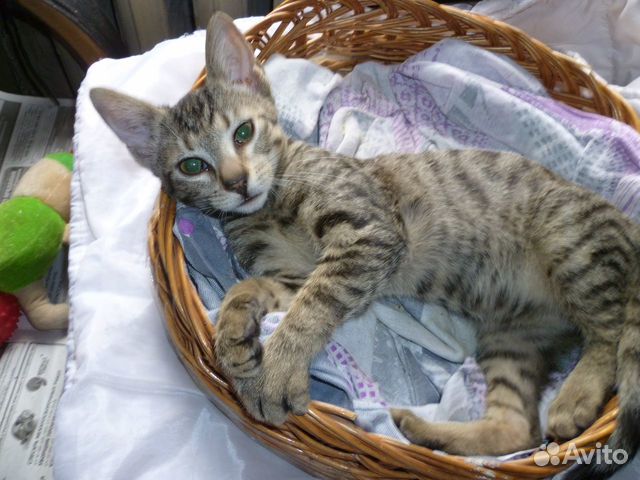 Котенок мальчик 3 месяца