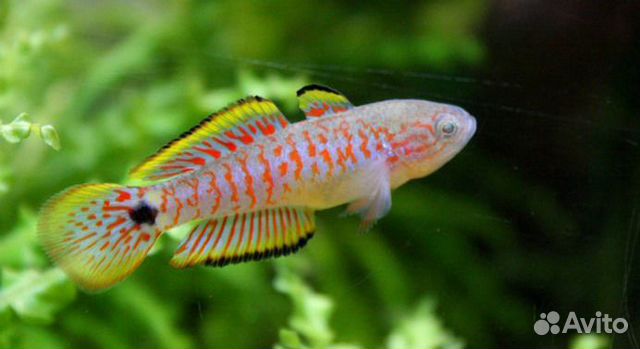 Элеотрис ковровый