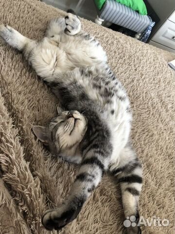 Отдам в добрые руки