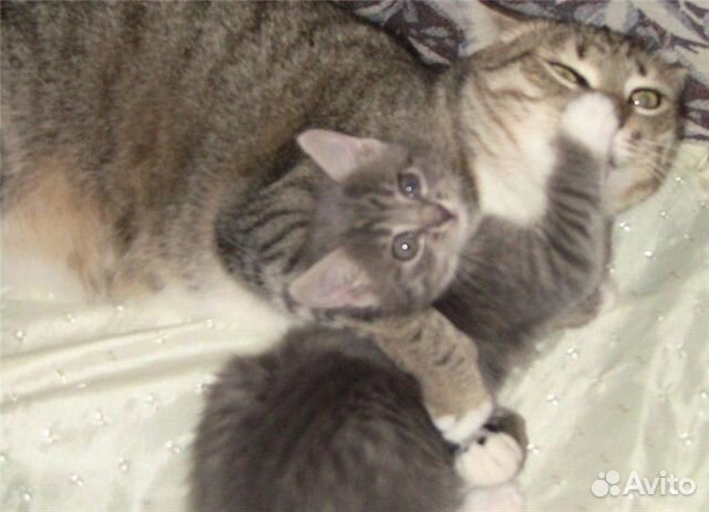Великолепные котятки в дар