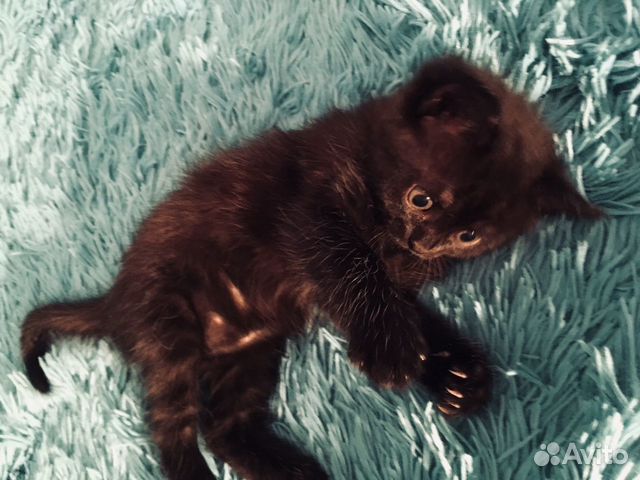 Полубританцы-полуиностранцы