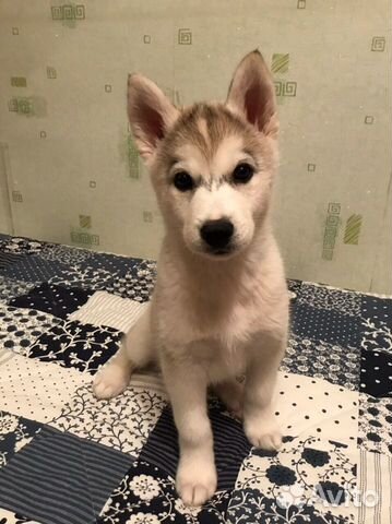 Щенок сибирского хаски