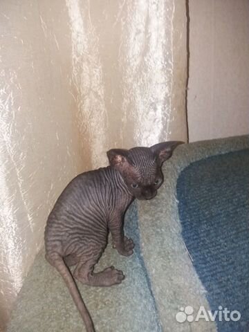 Канадский сфинкс