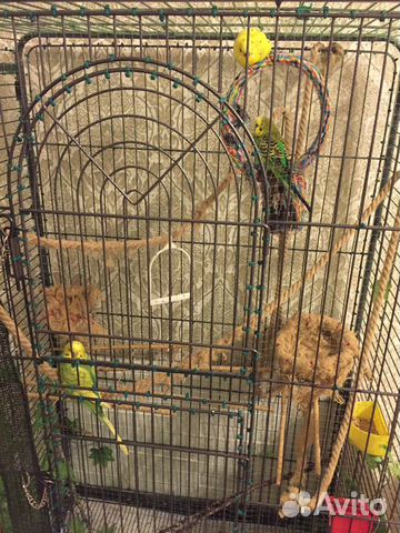 Продаём 3 попугаев с большой клеткой