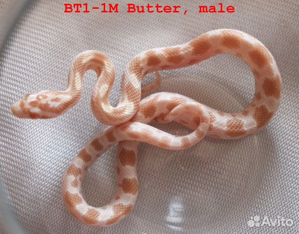 Маисовый полоз Butter