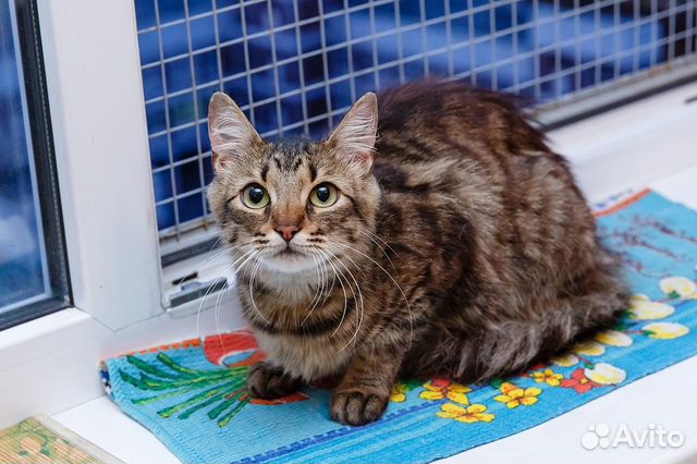 Человекоориентированная Дульсинея 10 мес ищет дом