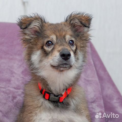 Умница Белла ищет семью