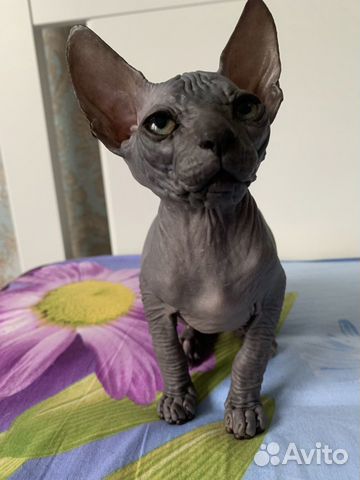 Донской сфинкс, котик