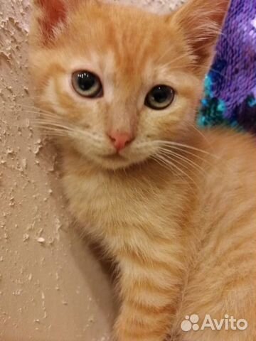 Лёва 2 мес в добрые руки