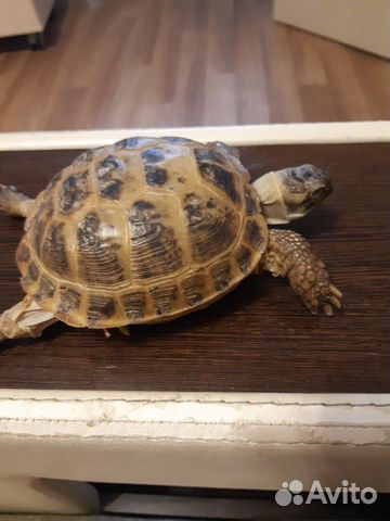 Черепаха