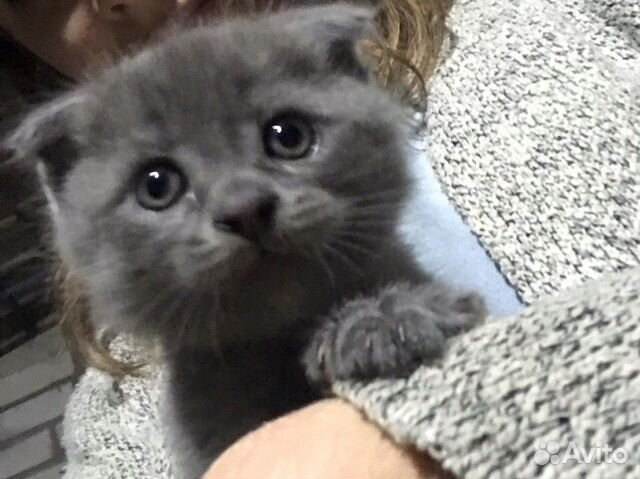 Продаю котёнка