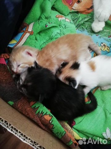 Отдам белую,пятнистую девочку котёнка