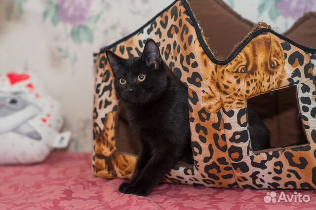 Красавец Мартин ищет дом