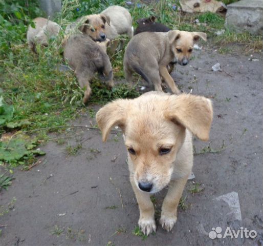 Щенки