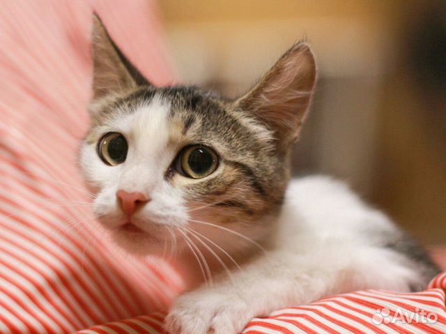 Котёнок Феликс, 3 месяца