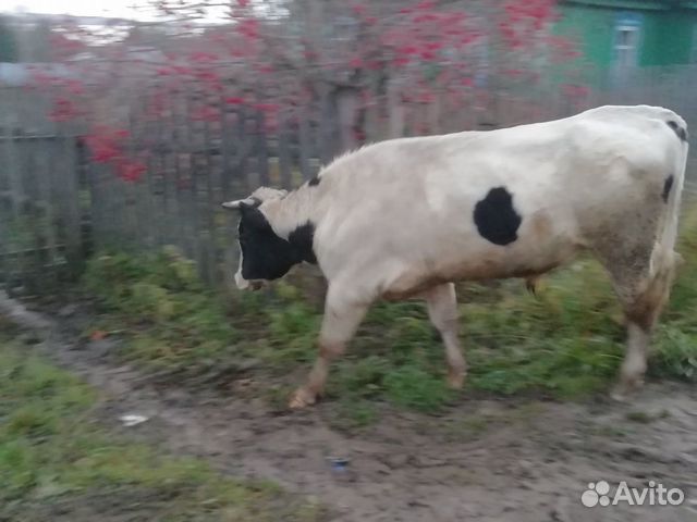 Бык полуторник