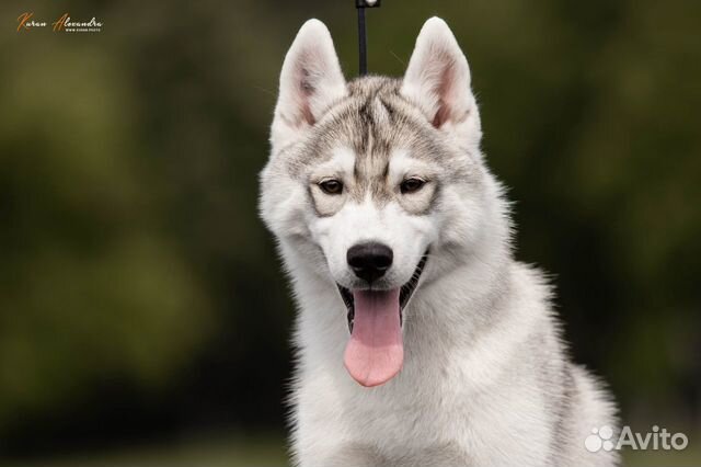 Красивый малыш Сибирский Хаски