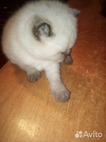 Котята британские остроухие