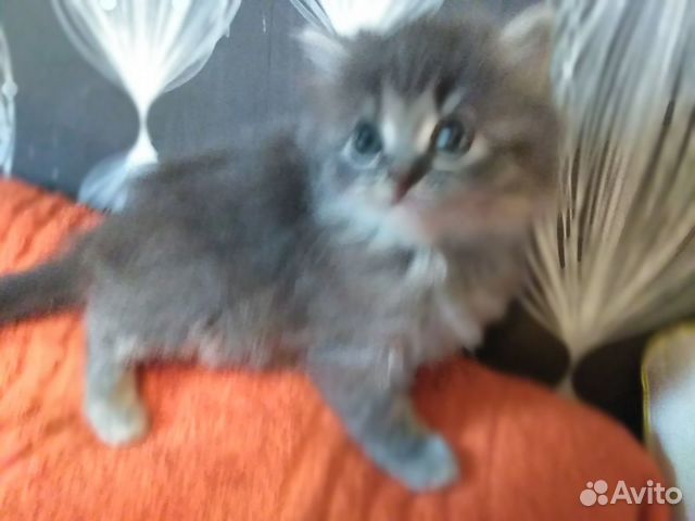Отдам котёнка,девочка, 5 недель