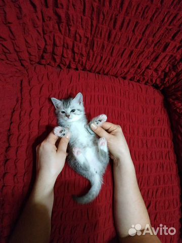 Кошка 40 дней