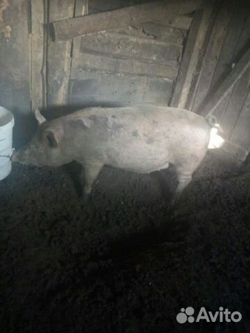 Свинка помесь с ветнамским цена договорная
