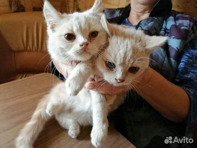 Шотландские котята