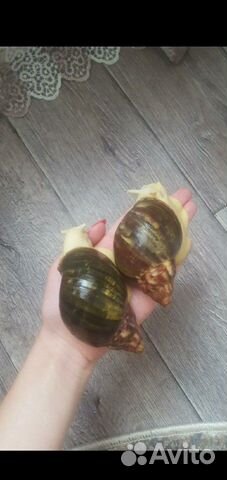 Архахатины сп. Бенин