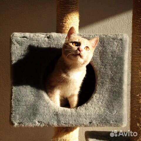 Котёнок - Кельтский Европейский Кремовый