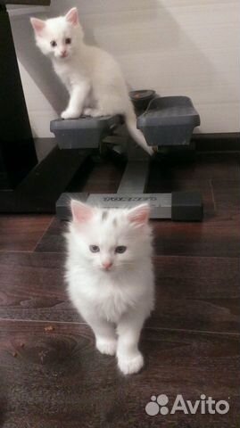 Котенок с разными глазами (девочка)