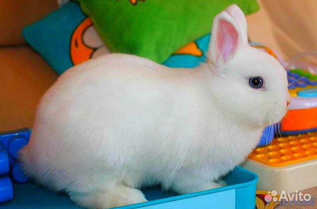 Декаративный кролик
