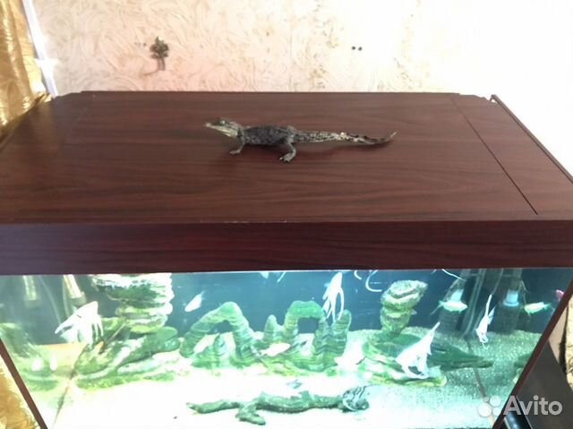 Продаю аквариум с рыбками