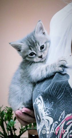 Маленький любимка котенок мальчик метис