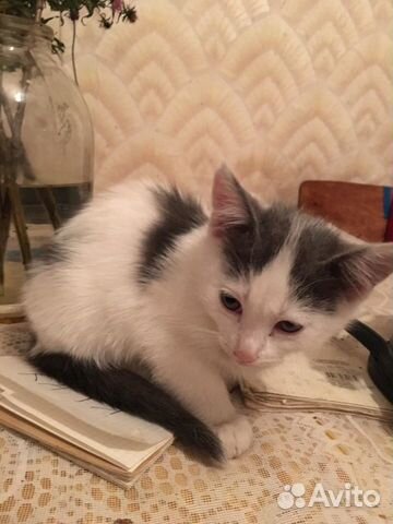 Кошечка 2,5 месяца