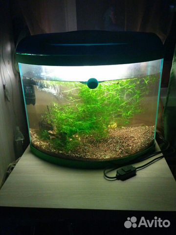 Красивый аквариум