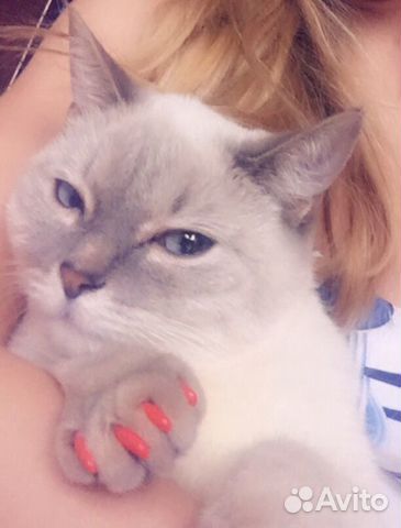 Шотландская кошечка